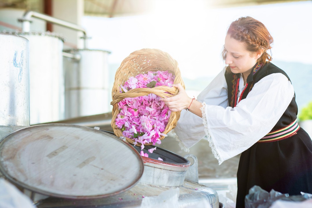 Discover Bulgarian Rose: A Legacy in Aromatic Excellence