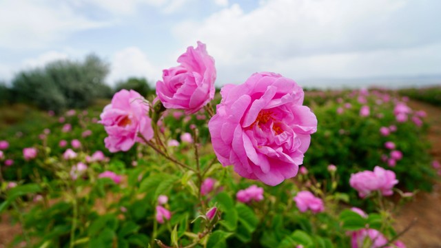 Discover Bulgarian Rose: A Legacy in Aromatic Excellence